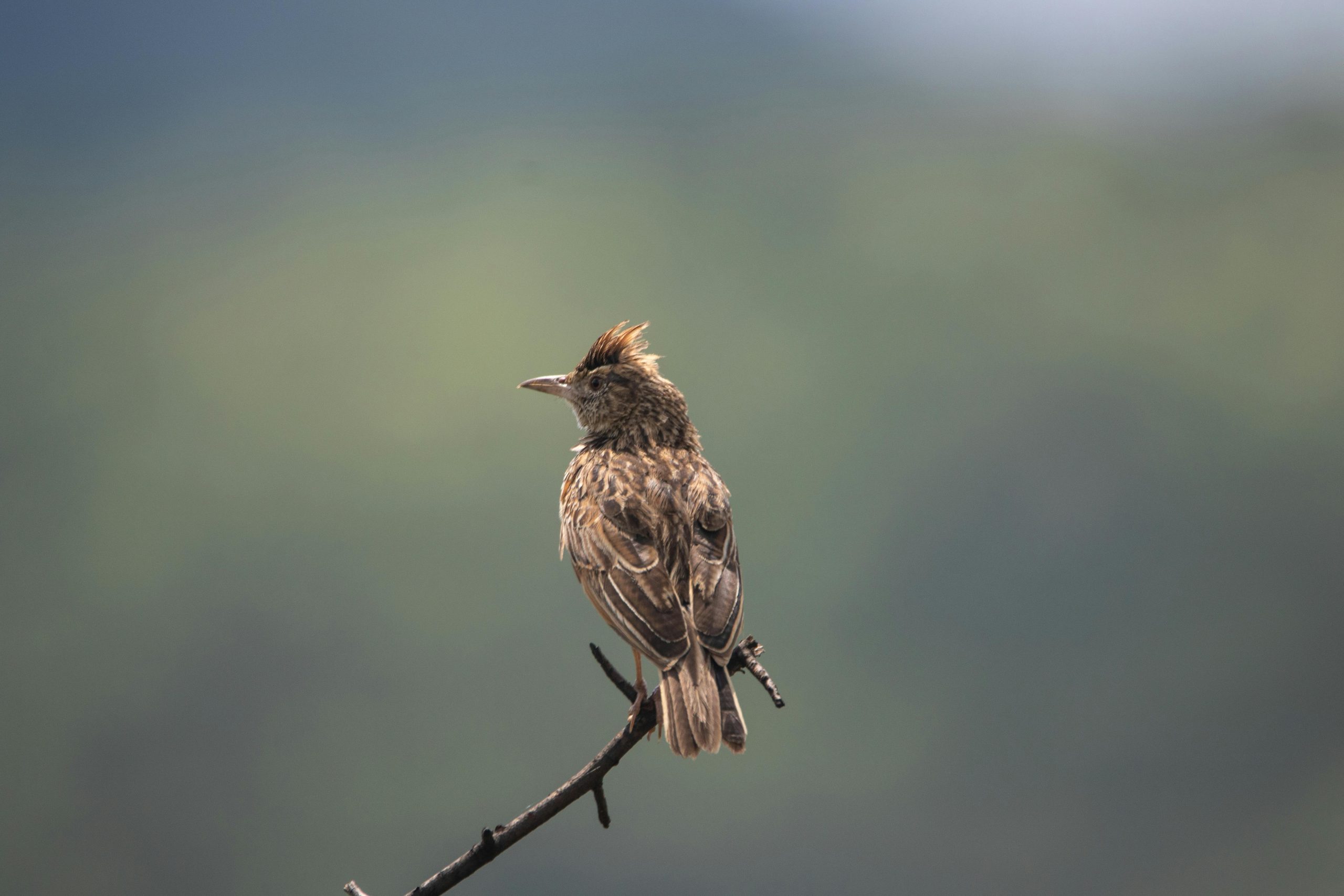 The Morning Lark Chronotype: Ultimate Guide | Ecosa Blog